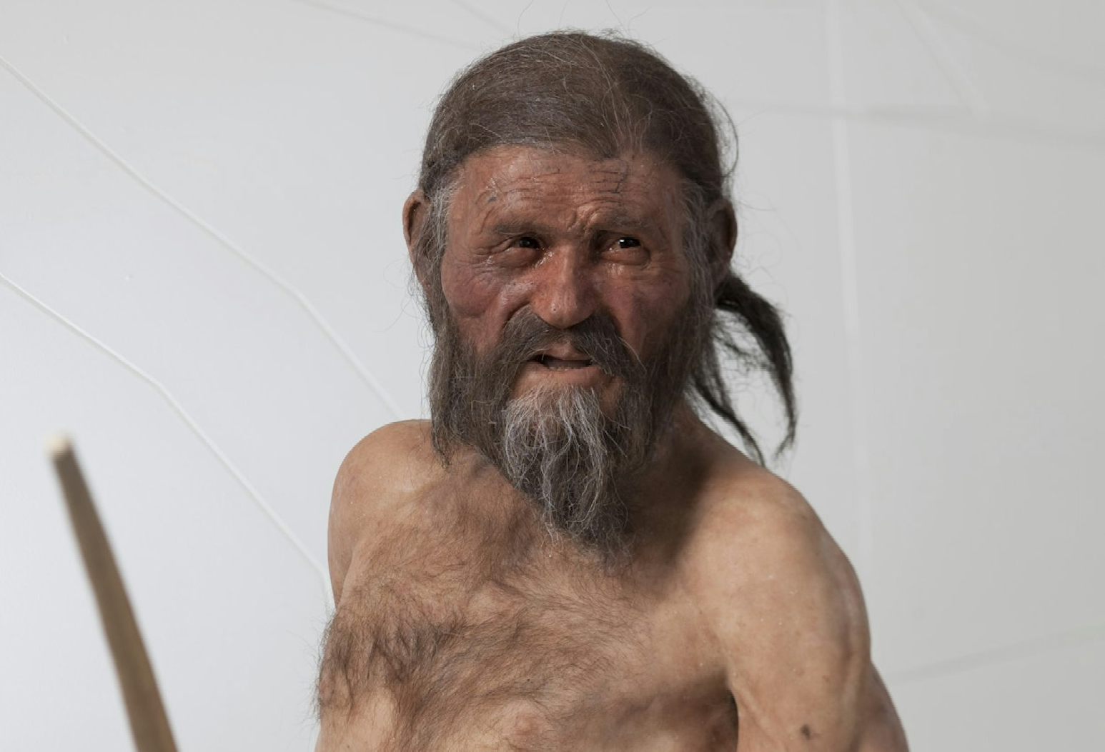 Yeast found in iceman’s 5,000-year-old gut has been used to make sourdough