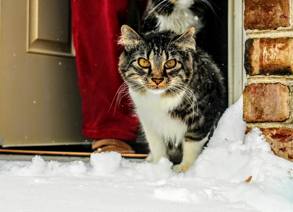 What happens when a giant Siberian cat touches snow for the first time