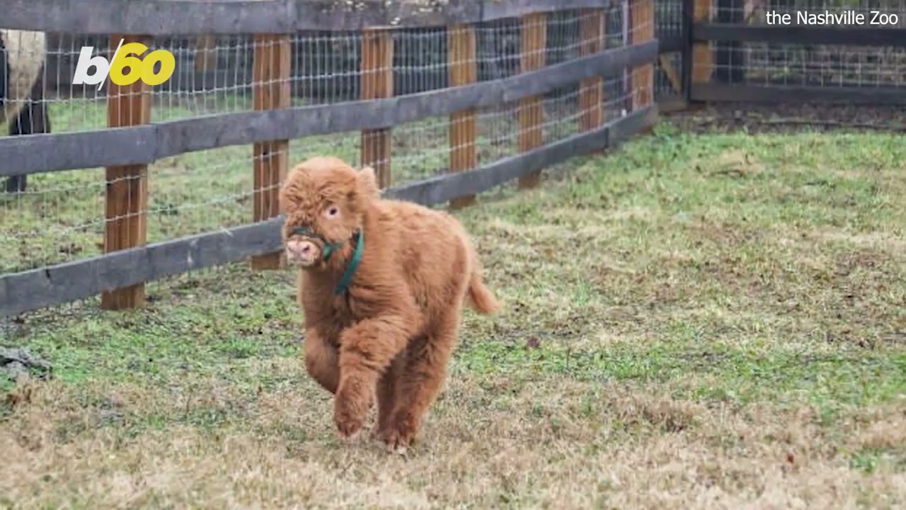 This adorable calf is making waves at the Nashville Zoo!