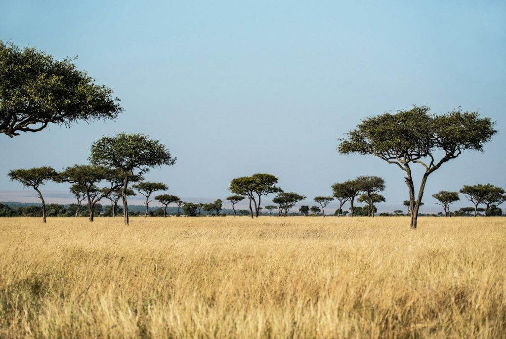 The extinct half-zebra that disappeared from Africa