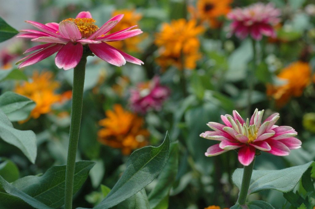8 heat-tolerant flowers that bloom all summer long