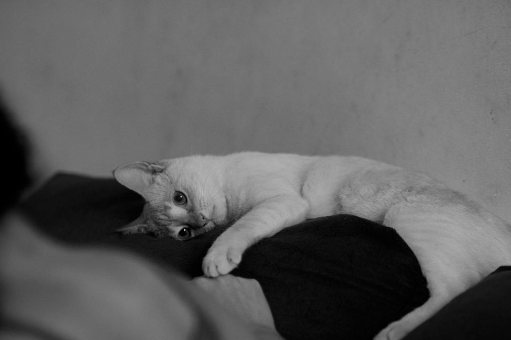 Why safety collars can secretly put your cat in danger