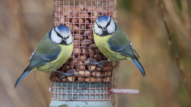 7 mistakes you're making with your bird feeder