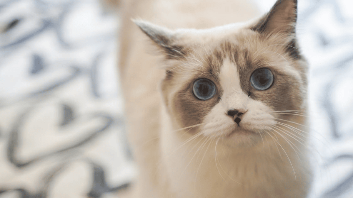 What does having cats at home mean spiritually? Here's what many ...