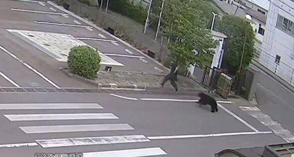 Extremely intelligent bear on the run after brutally attacking 4 people