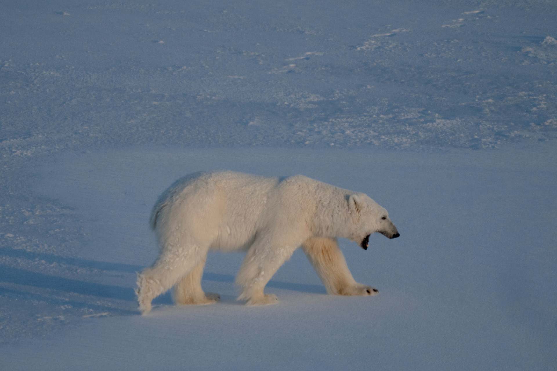 Animals that hunt members of their own species