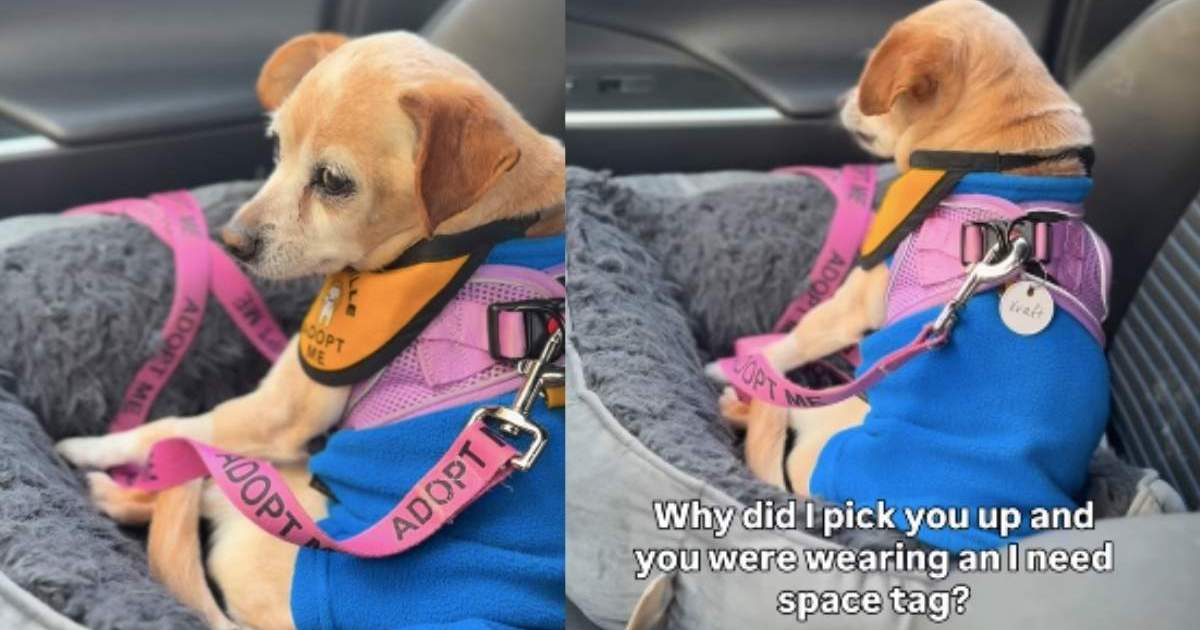 Foster dog is a 'diva' when human takes her home & internet is here for it