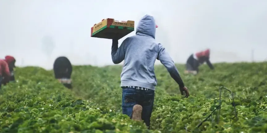 The truth about farm-to-table labels in chain restaurants