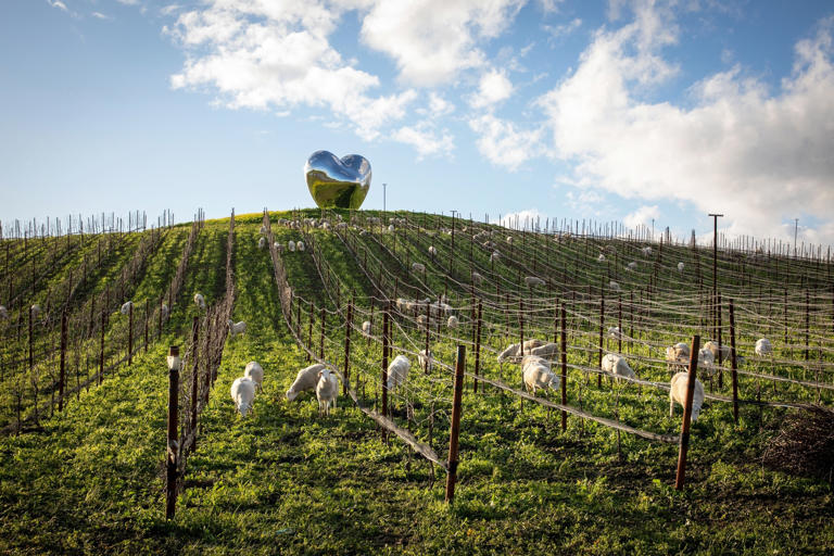 How the wine industry is adjusting to climate change