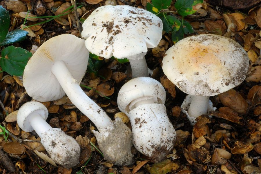 Wild mushroom poisoning cases put California on alert