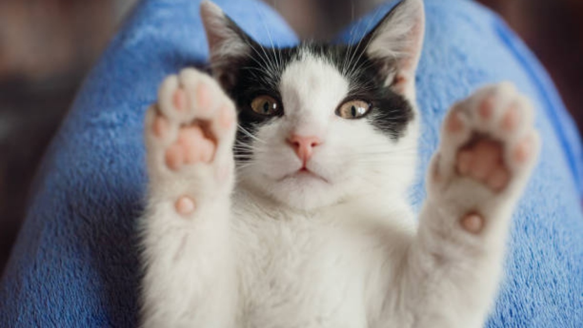 8 signs your cat loves you, according to feline experts