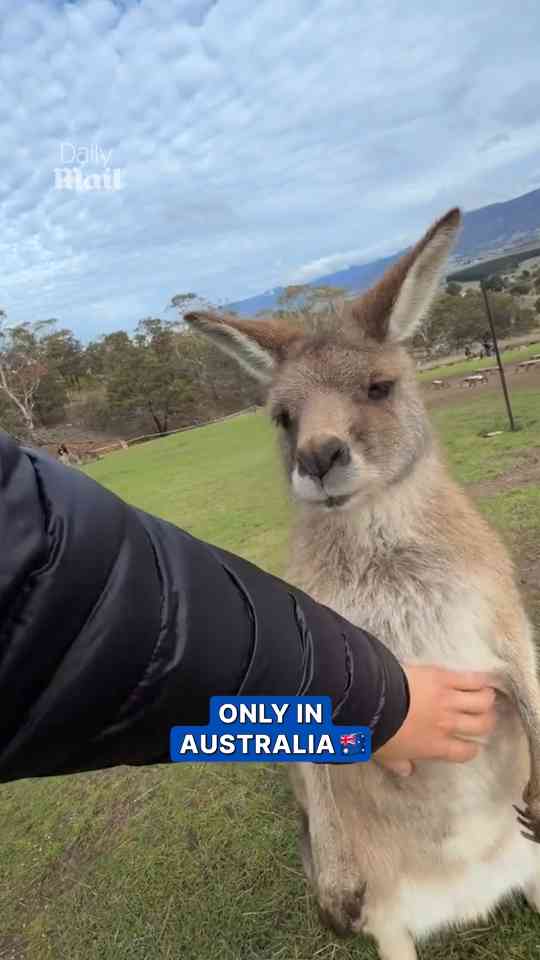 Kangaroo enjoys affection with gentle belly rubs
