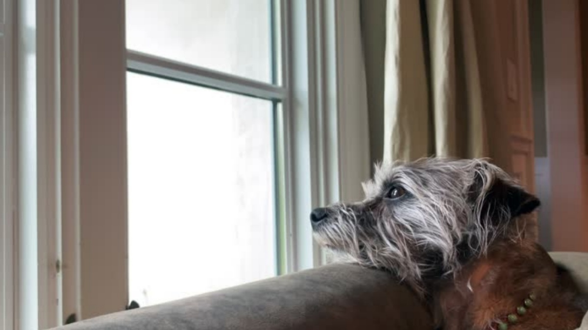 Does your dog get sad when you leave? Experts explain the signs of ...