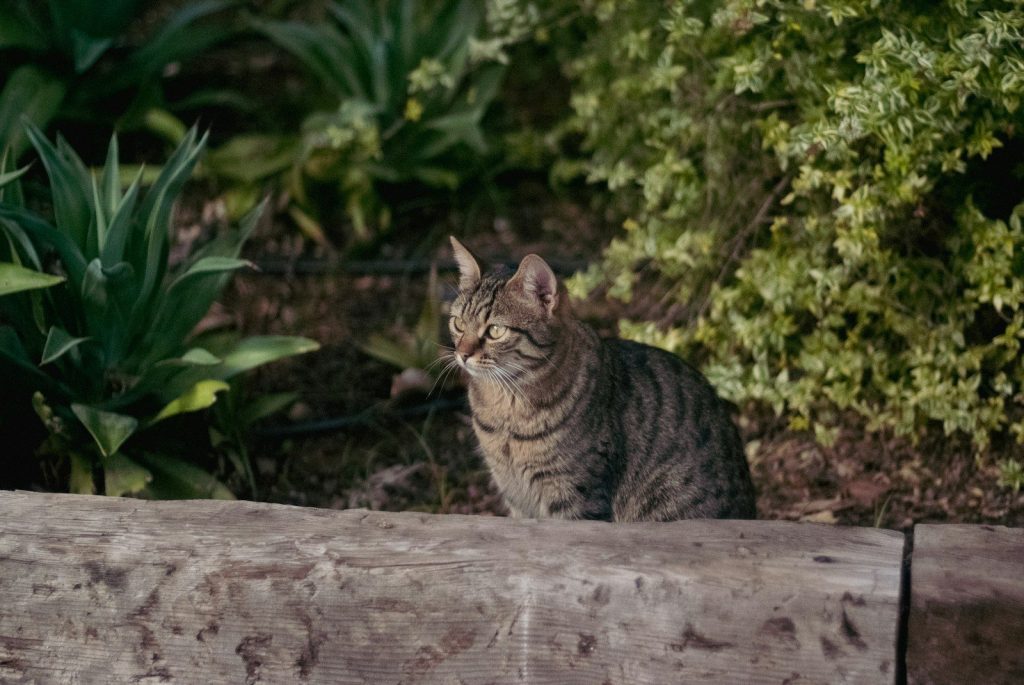 The surprising list of human words your cat actually understands