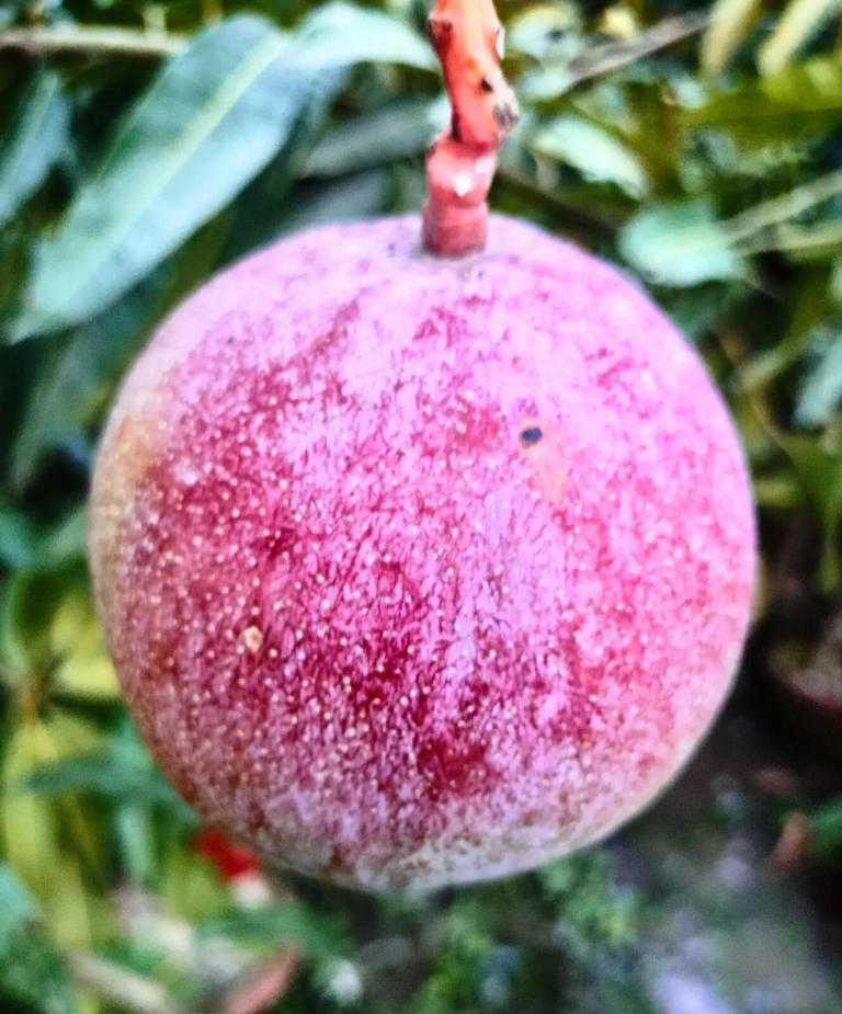 Bhagalpur farmer cultivates Japan’s costliest Miyazaki mango