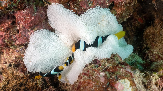 Record-breaking global coral bleaching event likely ended in mid-2025: NOAA