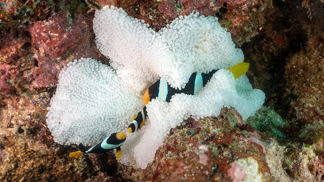 Record-breaking global coral bleaching event likely ended in mid-2025: NOAA