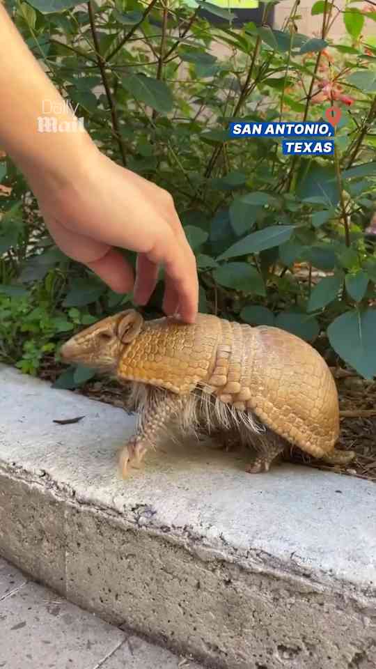 Armadillo enjoys gentle head scratches