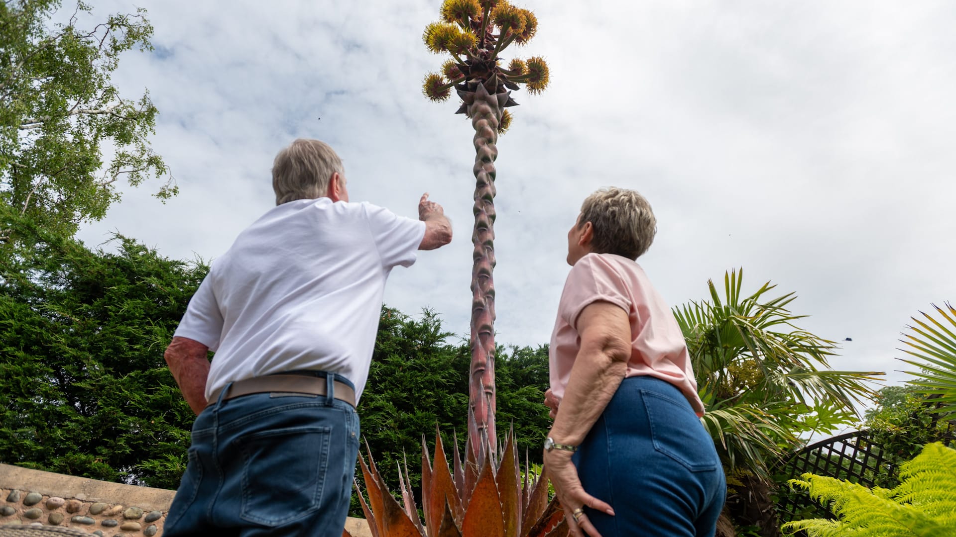 Couple reveal secret to growing rare 16ft plant in their garden