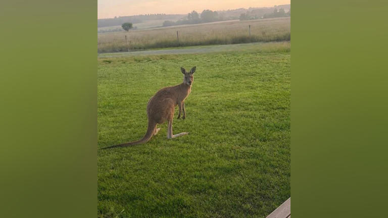 Missing kangaroo found in Richmond