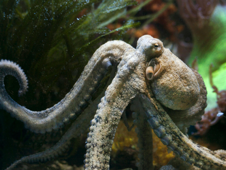 Scientists could hardly believe what these octopuses learned to do with ...