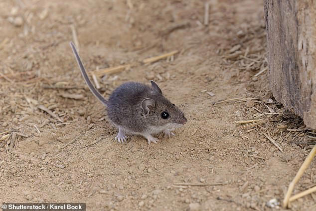 Arizona resident dies from rat virus that sparked outbreak on cruise ship