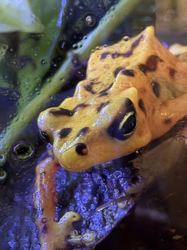 Critically endangered Panamanian golden frogs born at ZooTampa