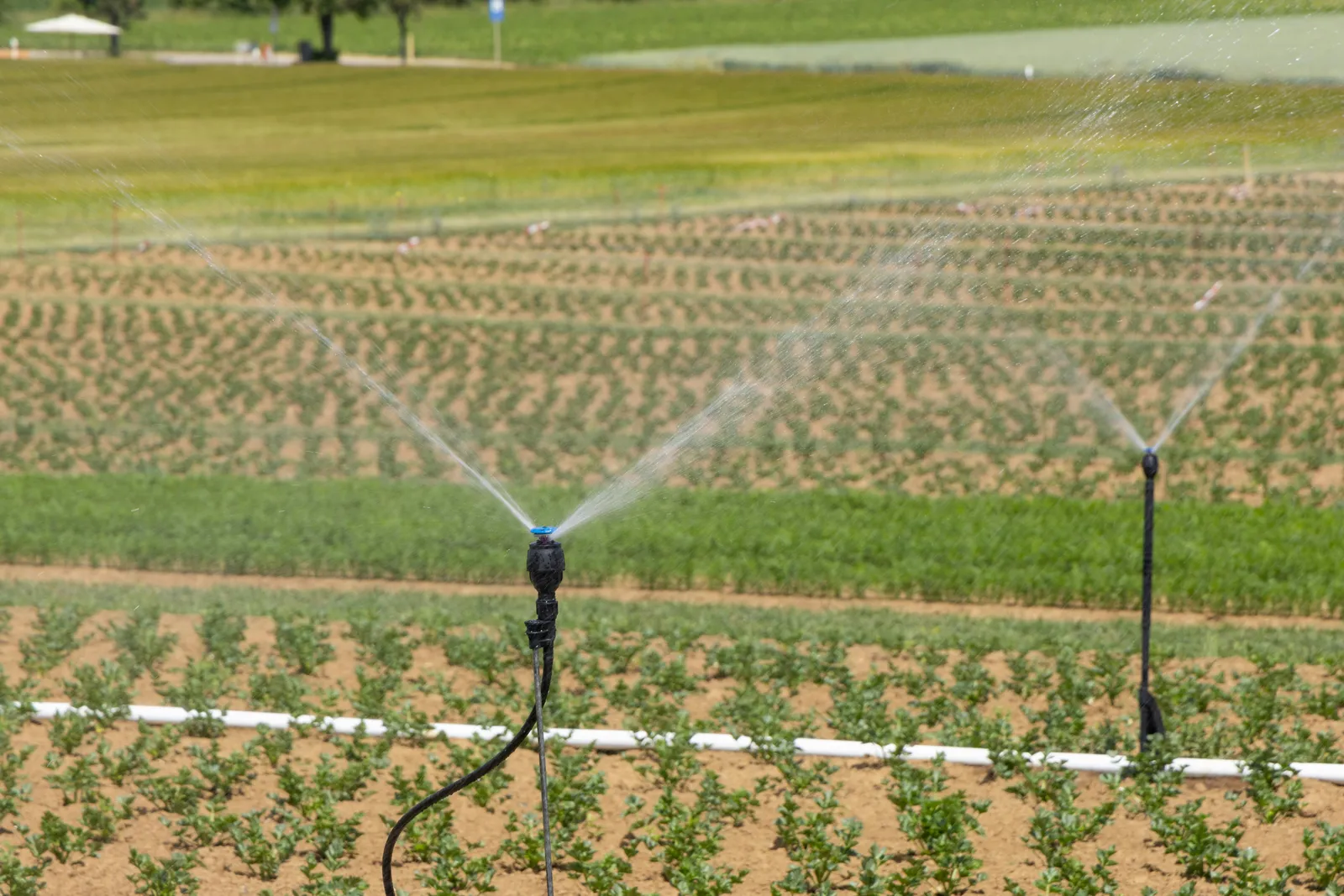 The buried bucket technique that steers roots deeper before summer heat ...