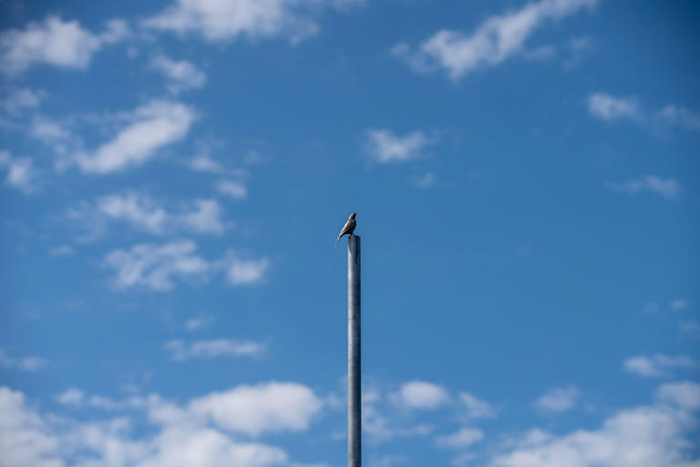 A behind-the-scenes look at the Lassonde Art Trail, the city’s new ...