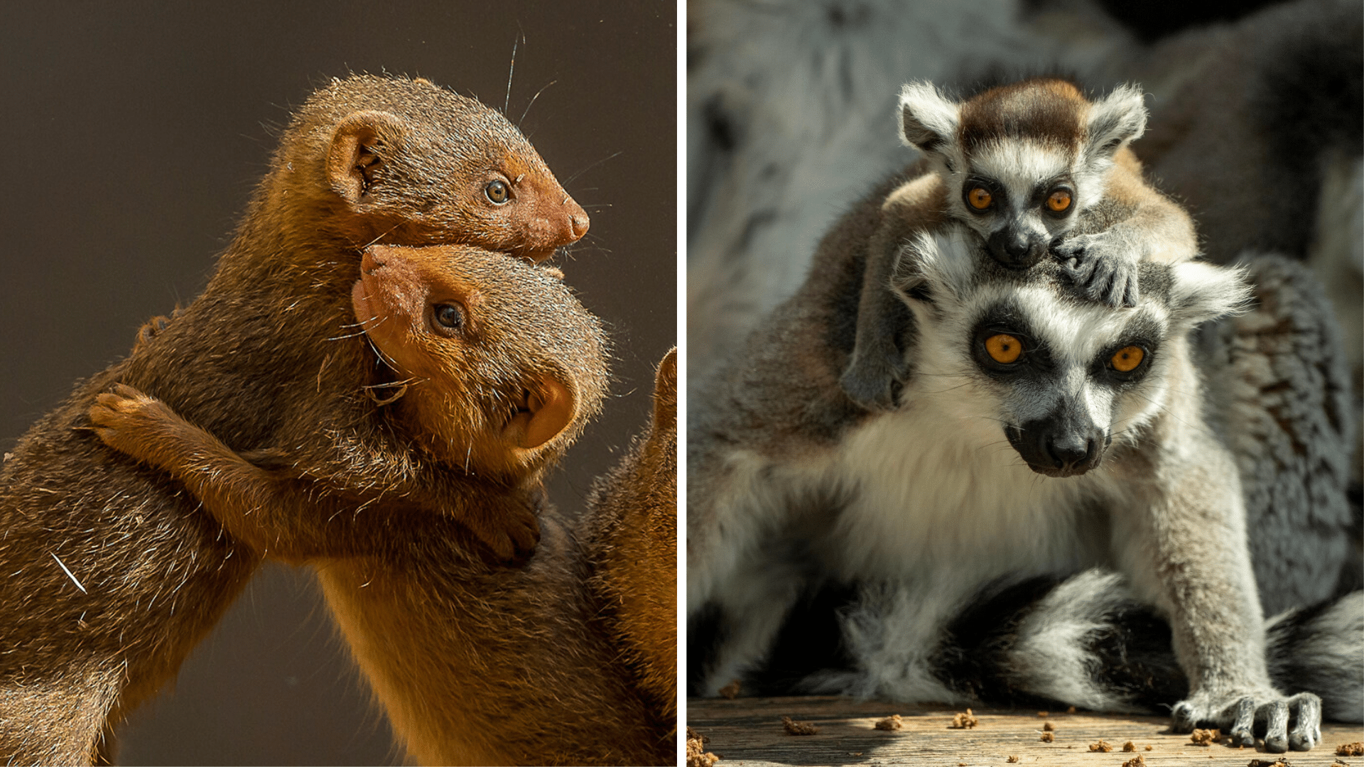 24 facts about the female leaders of the wild