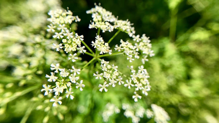 Poison hemlock found at Moundsville park, city warns residents and ...