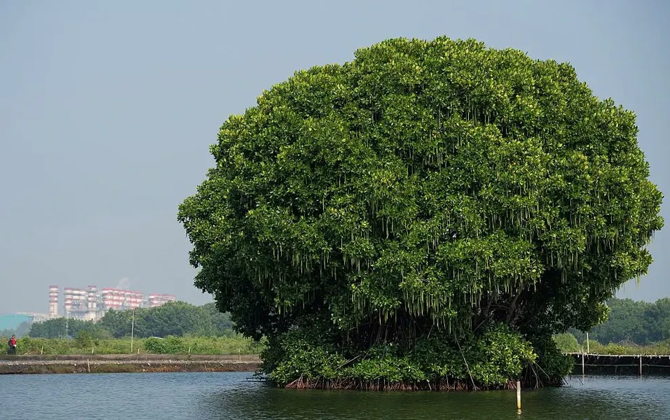 Global study shows mangroves recovering after decades of decline