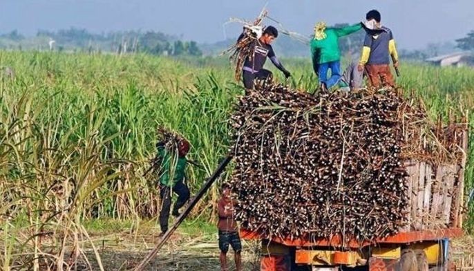 Sugarcane farms still reeling from infestation