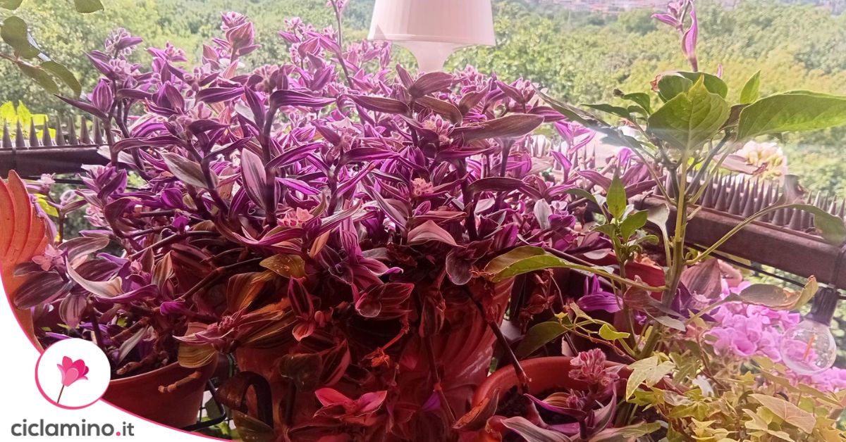 Con questi concimi fai da te amplificherai il colore viola della ...
