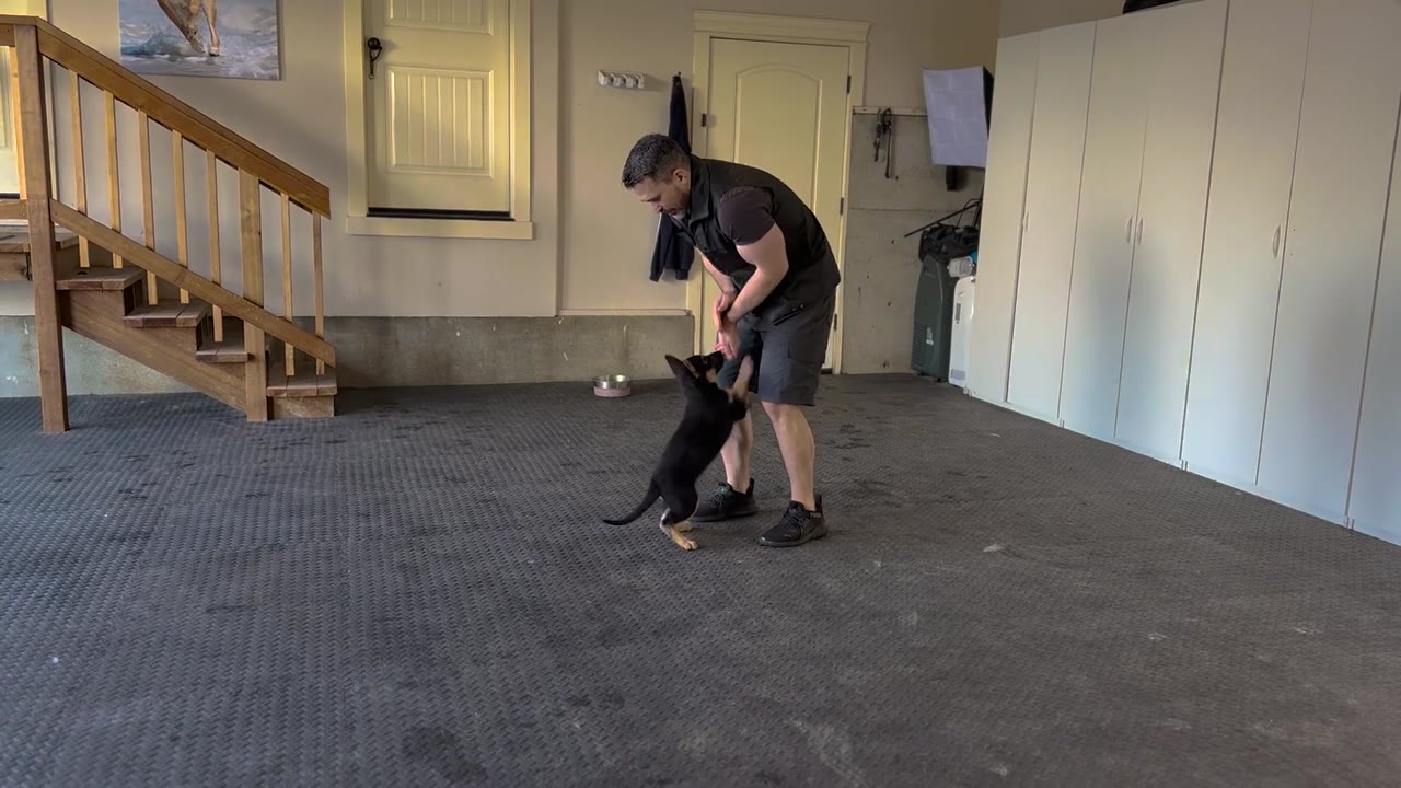 Essential tips for new puppy owners