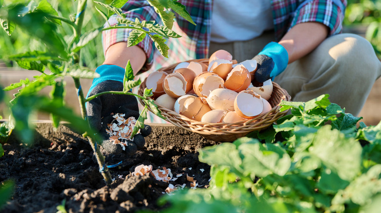 These garden fruits and vegetables benefit most from eggshells in the soil