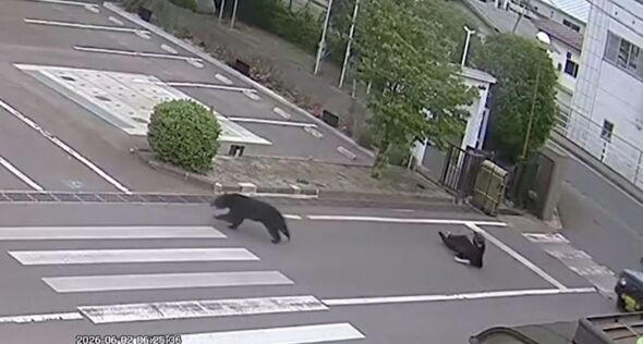 Extremely intelligent bear on the run after brutally attacking 4 people