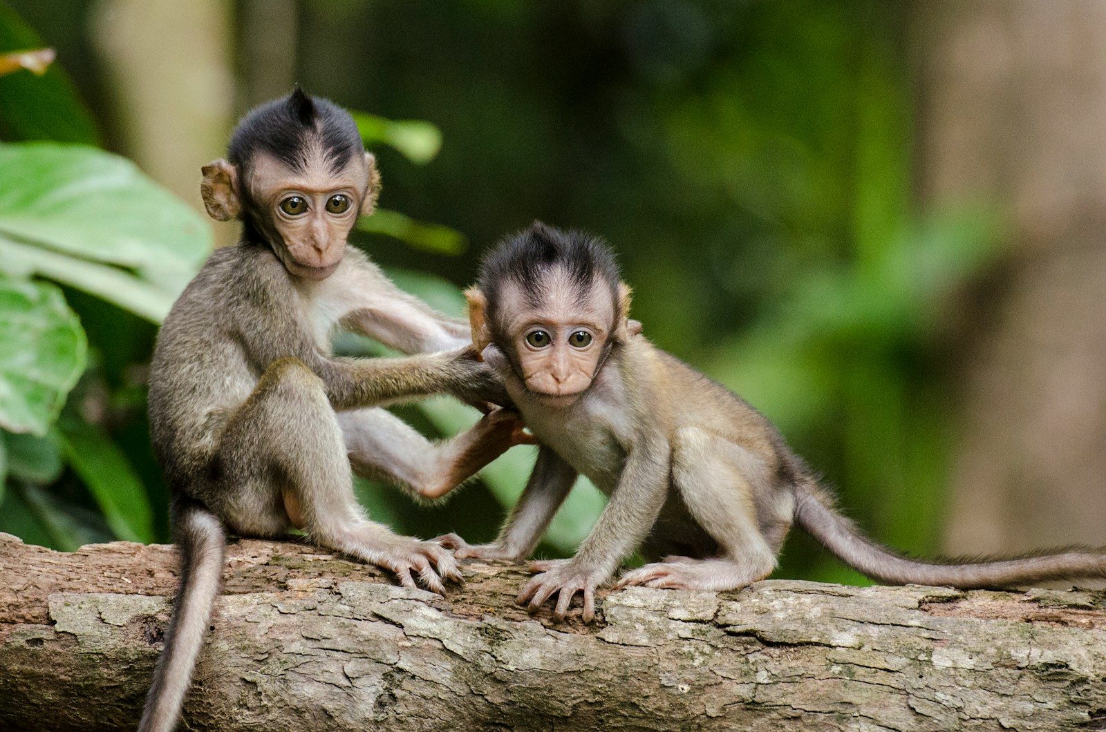 Thousands of primates listed for sale on social media in just weeks ...
