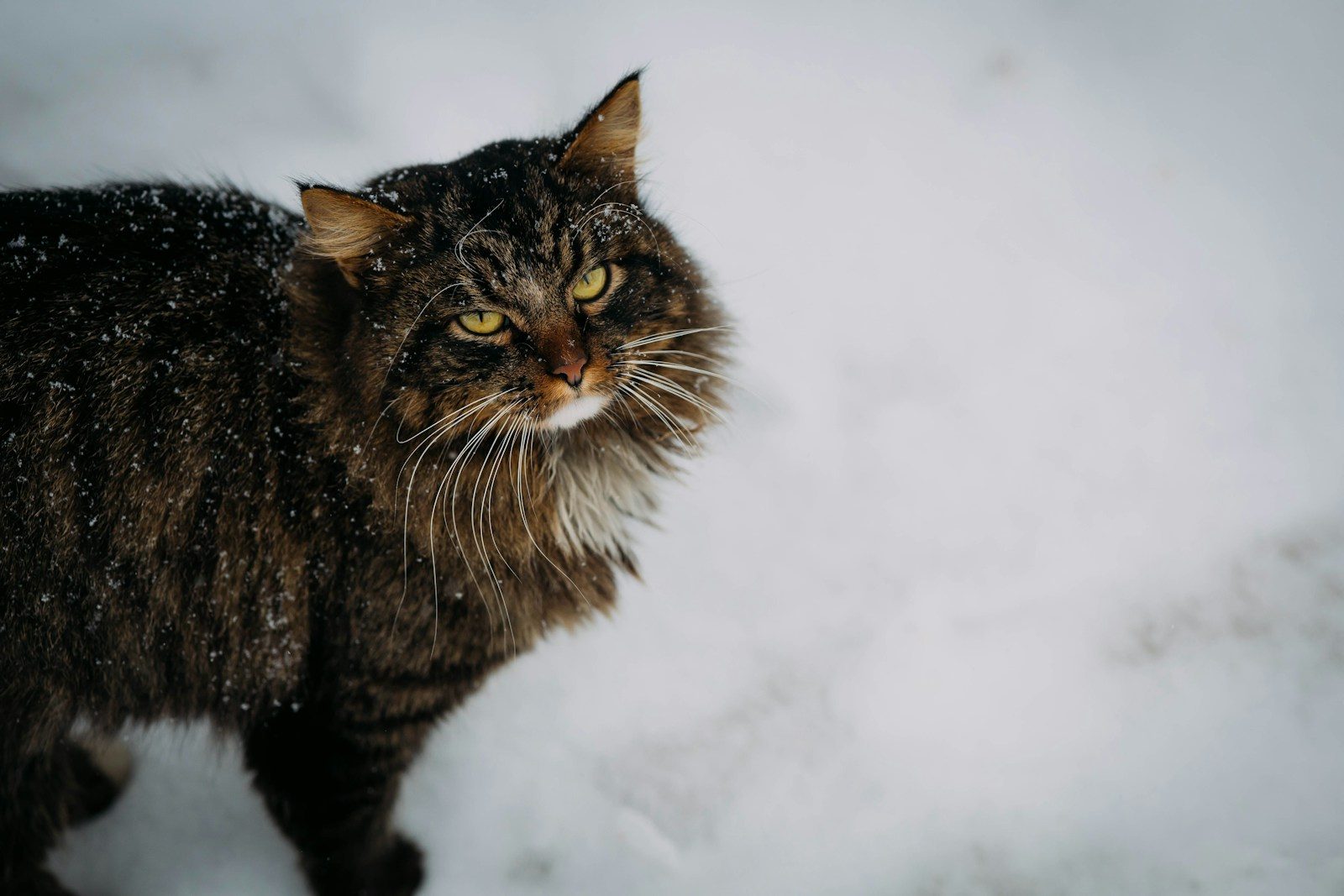 What happens when a giant Siberian cat touches snow for the first time