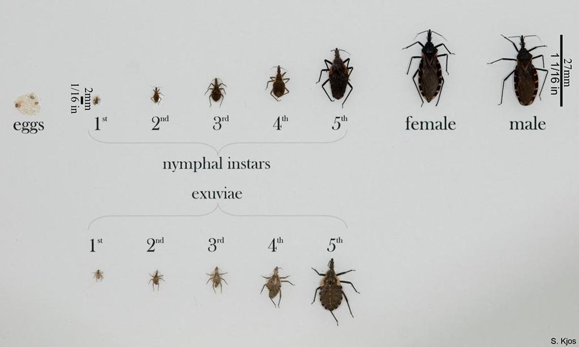 Potentially deadly 'kissing bugs' are in peak season. What this means ...