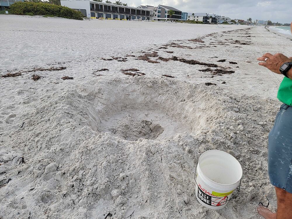 Sea turtle nesting remains steady on Anna Maria Island as season progresses