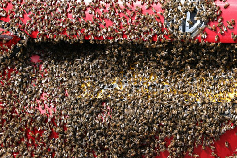 Mystery as thousands of bees swarm man's car outside Tyneside bingo hall