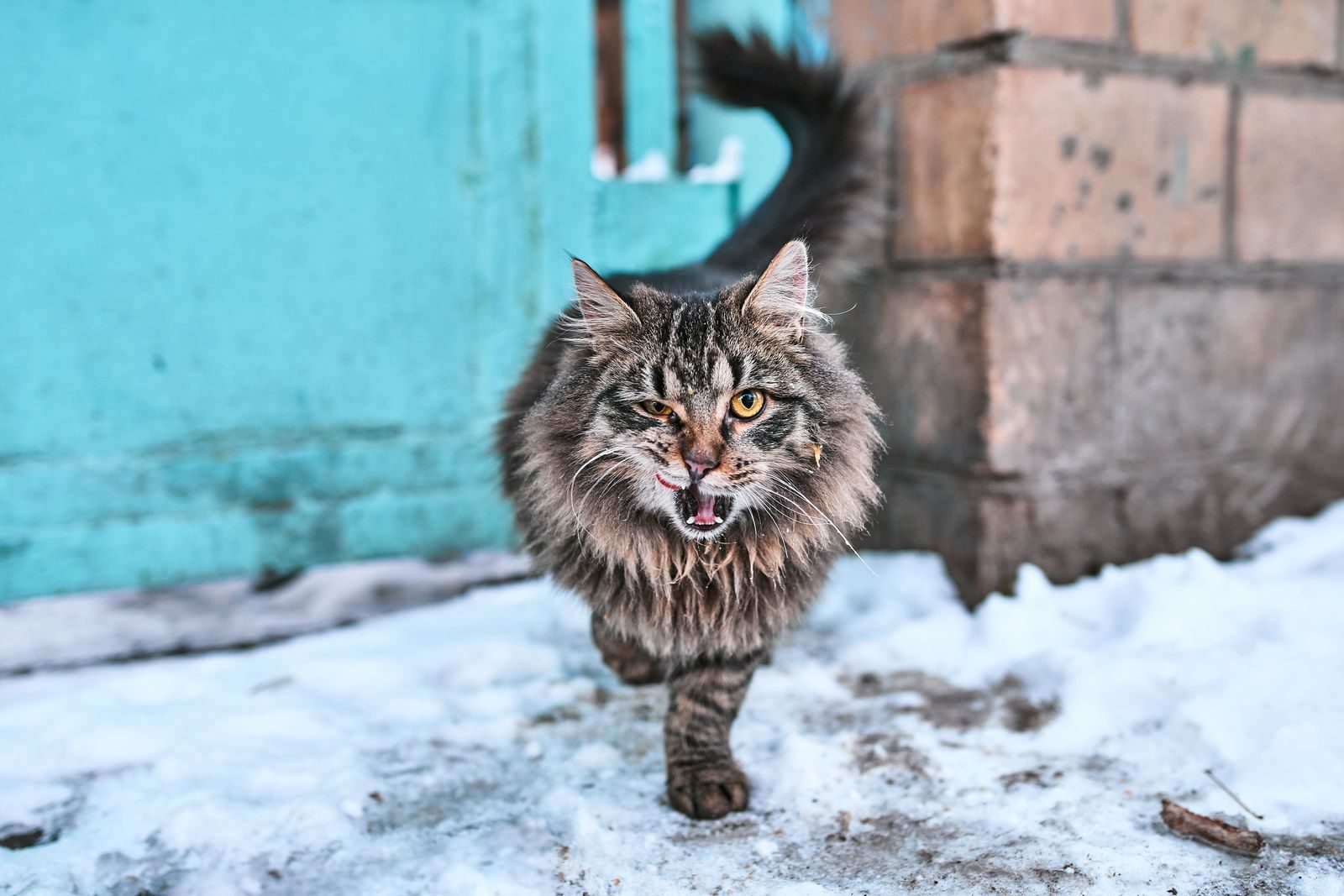 Why an angry hissing stray forced her way inside