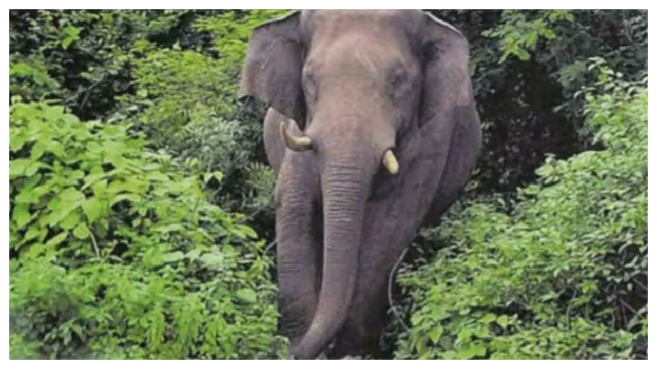 Karnataka: Wild elephant attack in Kodagu claims life of IPS officer’s wife