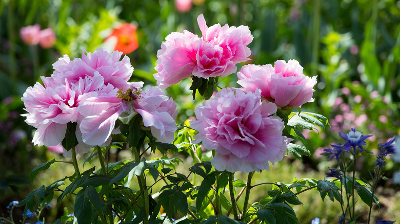 Perennials to grow alongside your peonies for year-round color