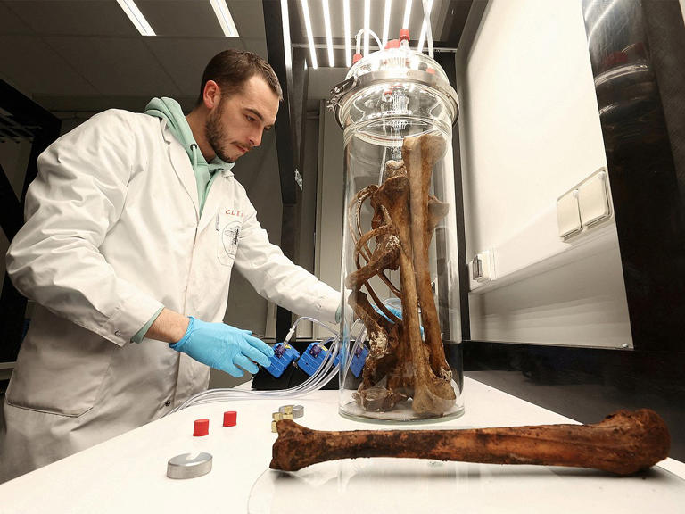 Dartmouth researchers find spatial intelligence in octopuses using mirrors