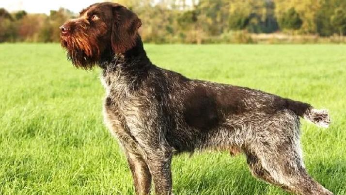 World Dog Show, morti tre cani rinchiusi nei furgoni: denunciati i ...