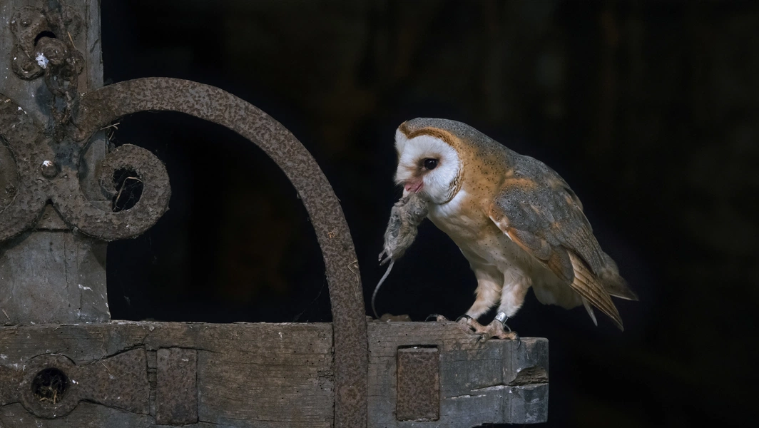 Turn your backyard into an owl haven