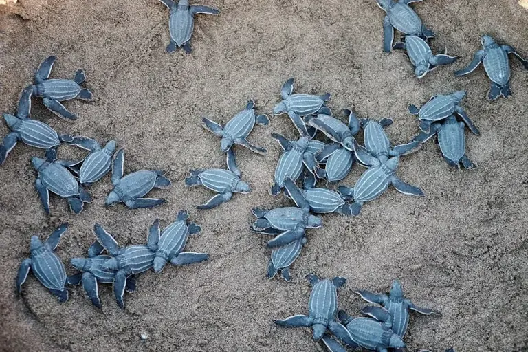 Why more marine animals are washing ashore after severe storms