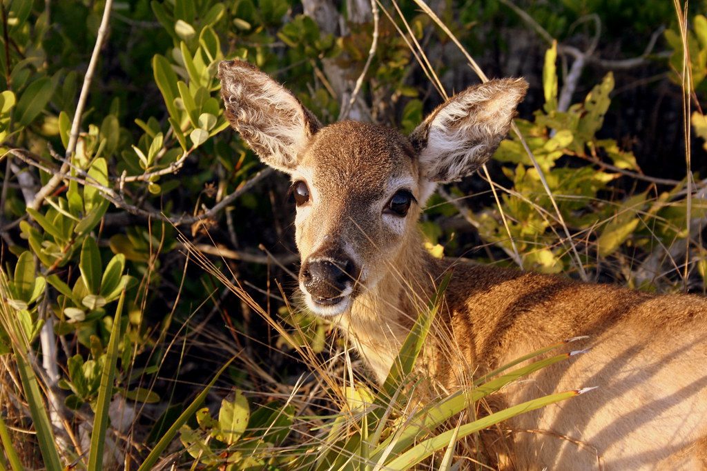 The island deer found nowhere else on Earth is hanging on by a thread